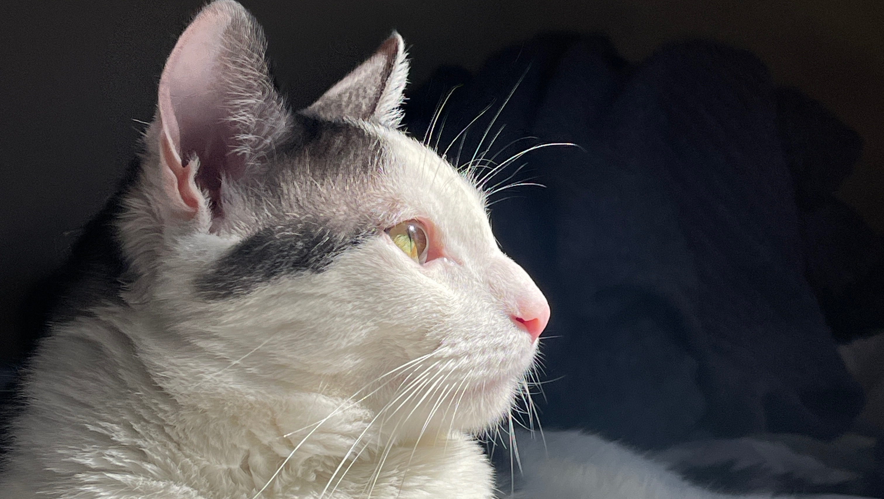 Fundraiser by Jade Ayon Ramirez : Diagnostic Help for Casper's Heart Murmur