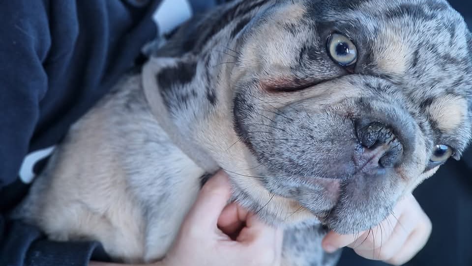 Fundraiser by Rebecca Westwood : Please help panda for BOA'S surgery