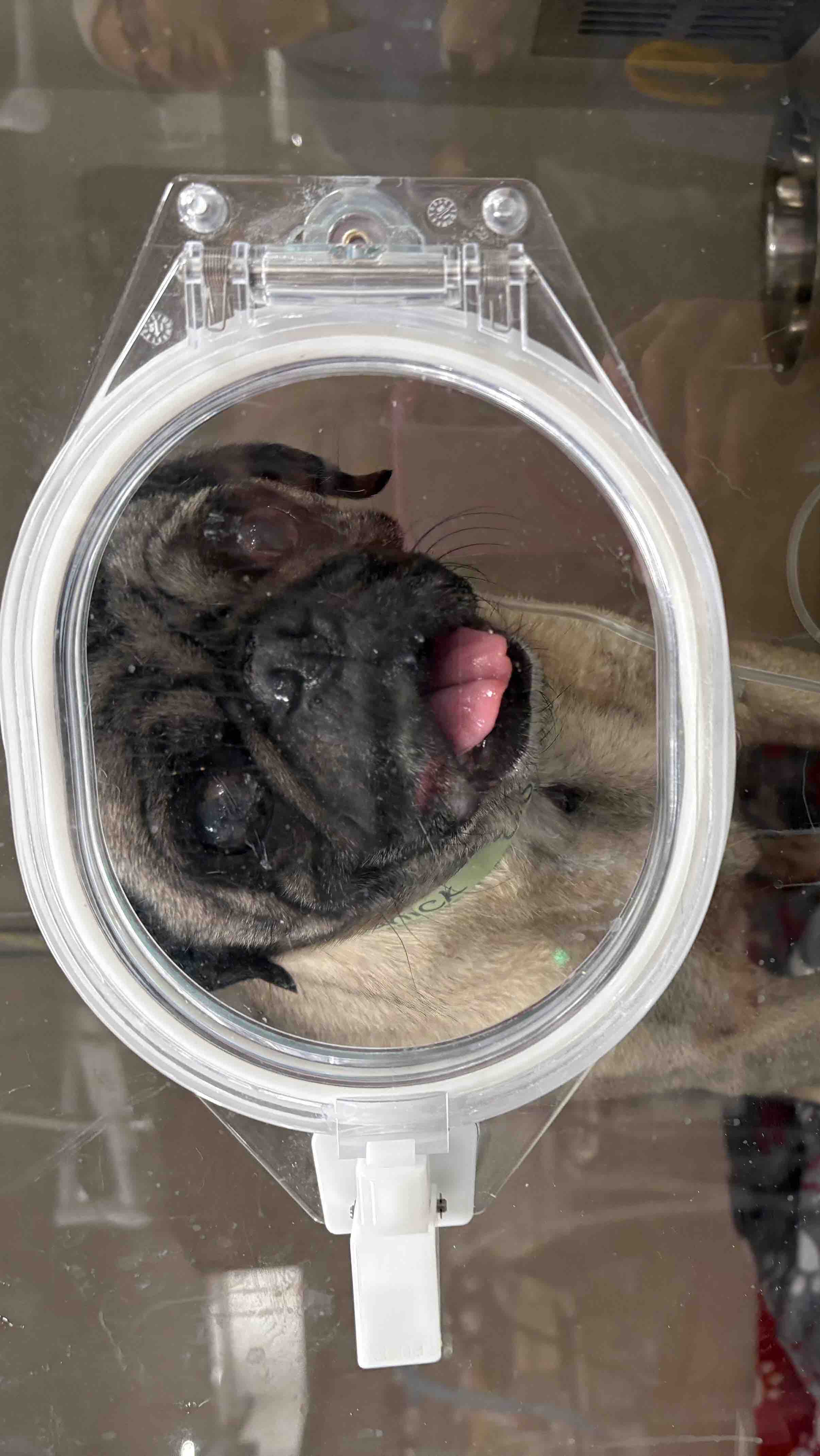 Fundraiser by Dana Mednick : Bring Axl Rose Home: Life-Saving Treatment