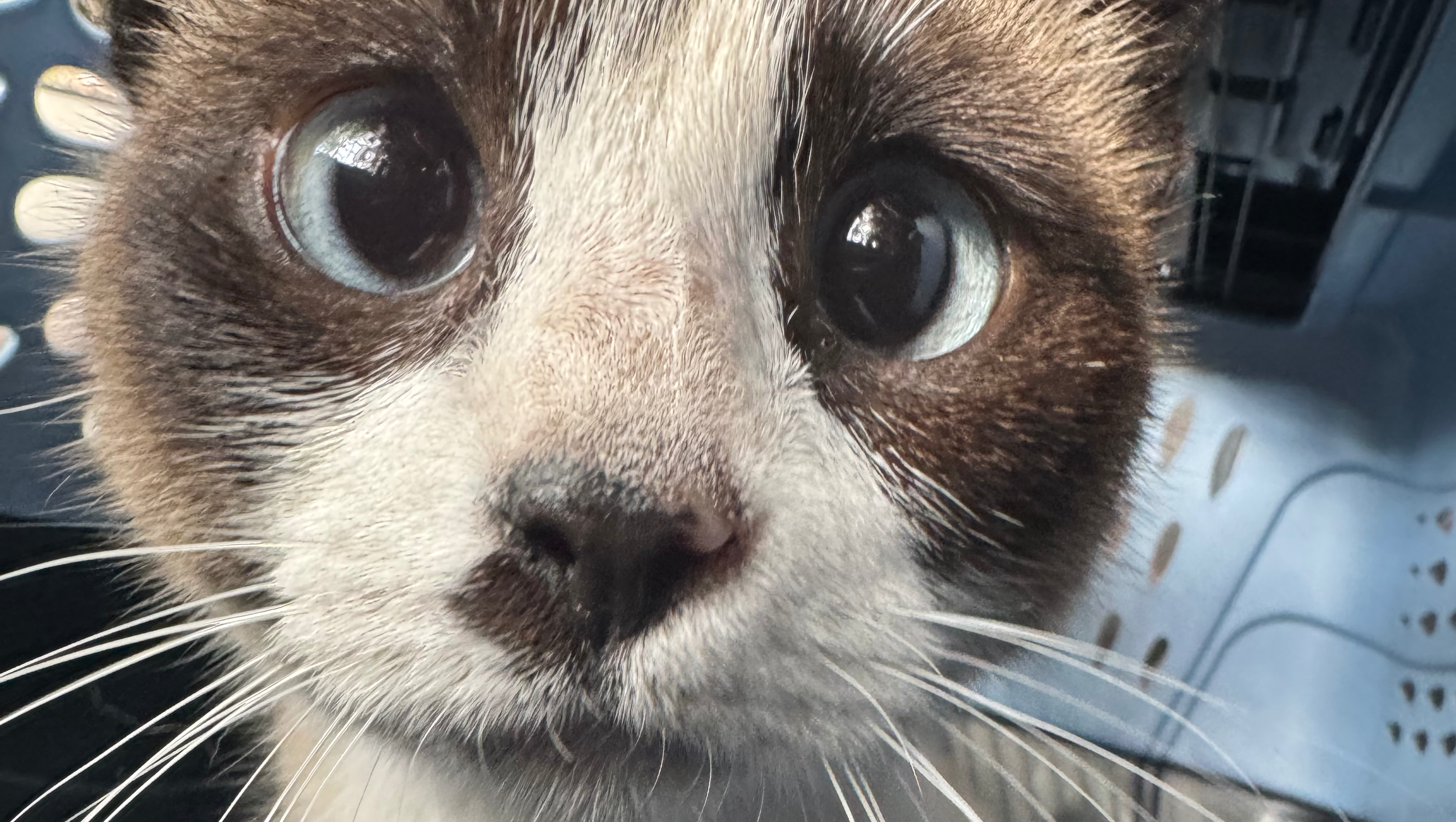 Fundraiser by Tammy Brzezniak : Support Love Bug's Amputation Surgery