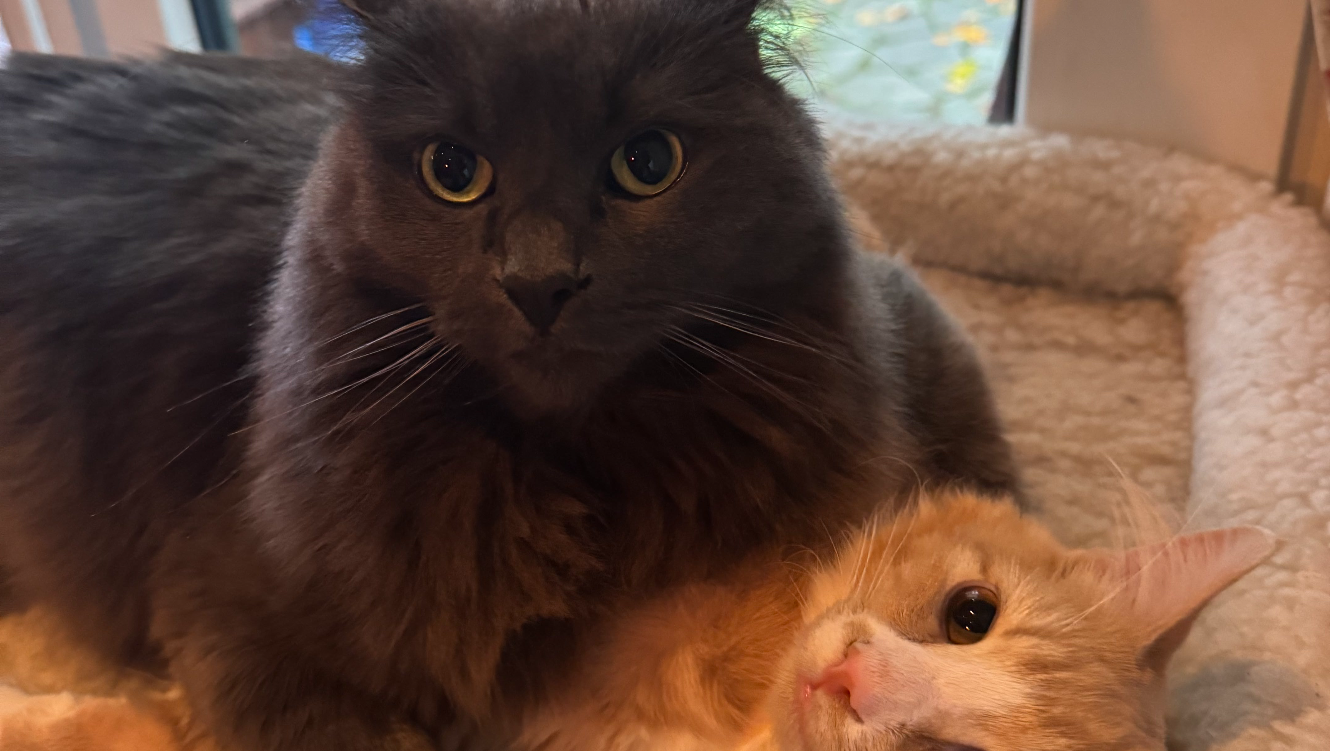 Fundraiser by Sacha Katsikas : Saving Piccolo - Emergency Surgery is ...