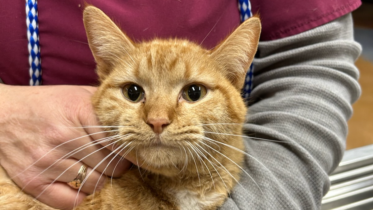 Fundraiser by Conny Finch : Help Ginger Walk Again: Donate for Her Surgery