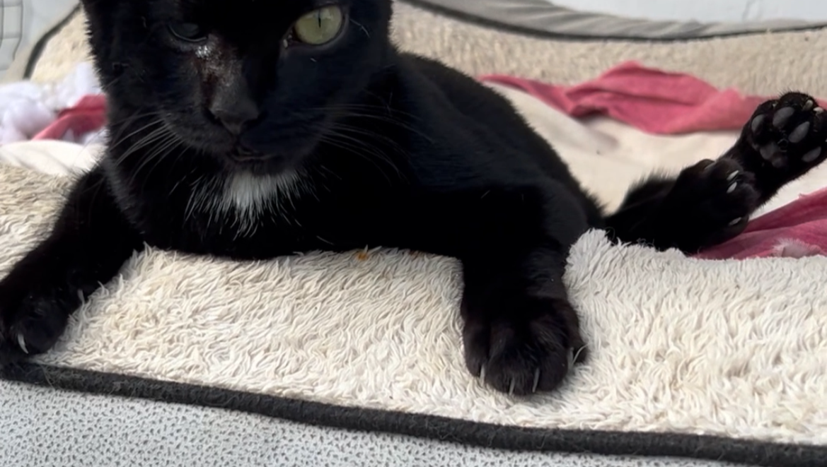 Fundraiser by Ronnie Timmermans : 9 Lives animal sanctuary