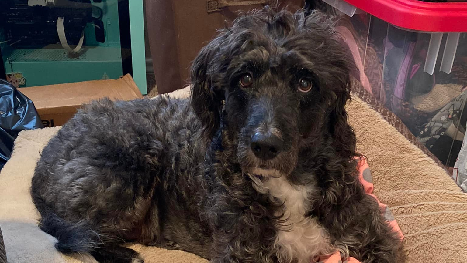 Fundraiser by Michael Buteau : Bring Mika Home: Donate for Her Treatment