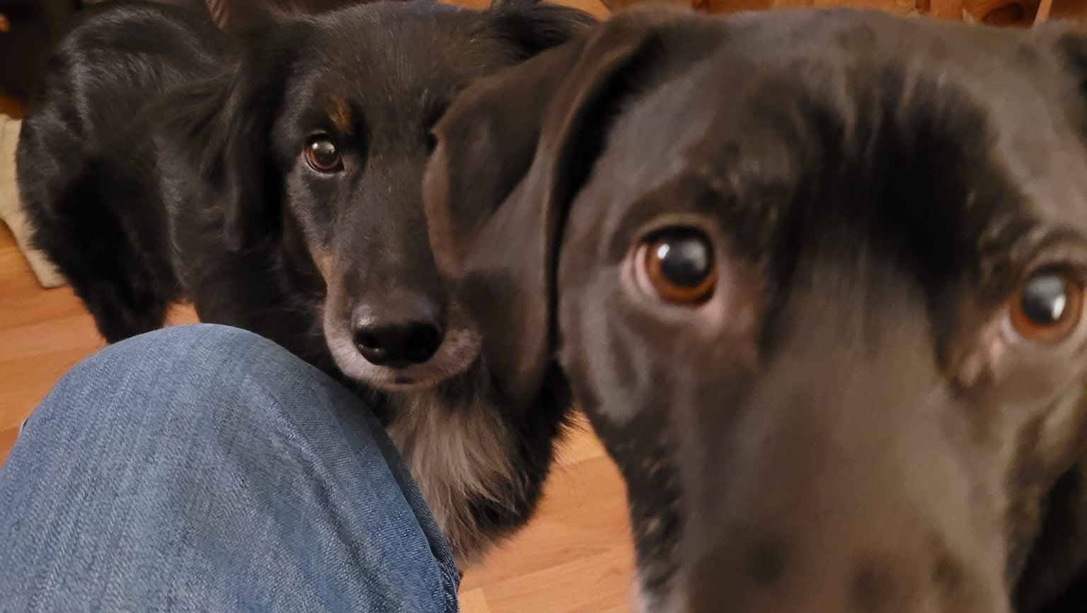 Fundraiser for Steve Atwell by Lynn Boston : Support Steve and His Dogs ...