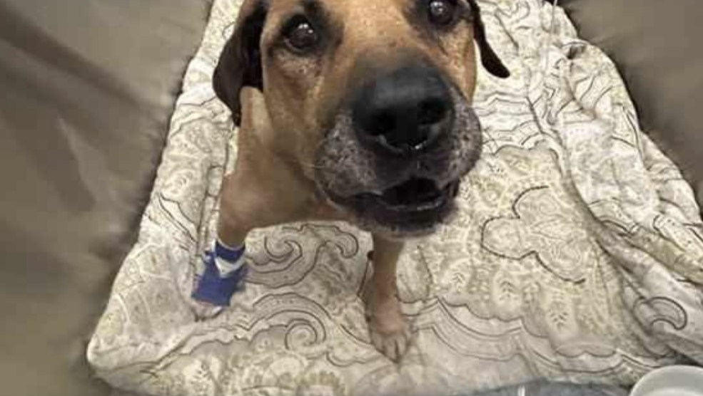 Fundraiser by Katherine Brenner : Elmer's Second Chance: Vet Bill Relief