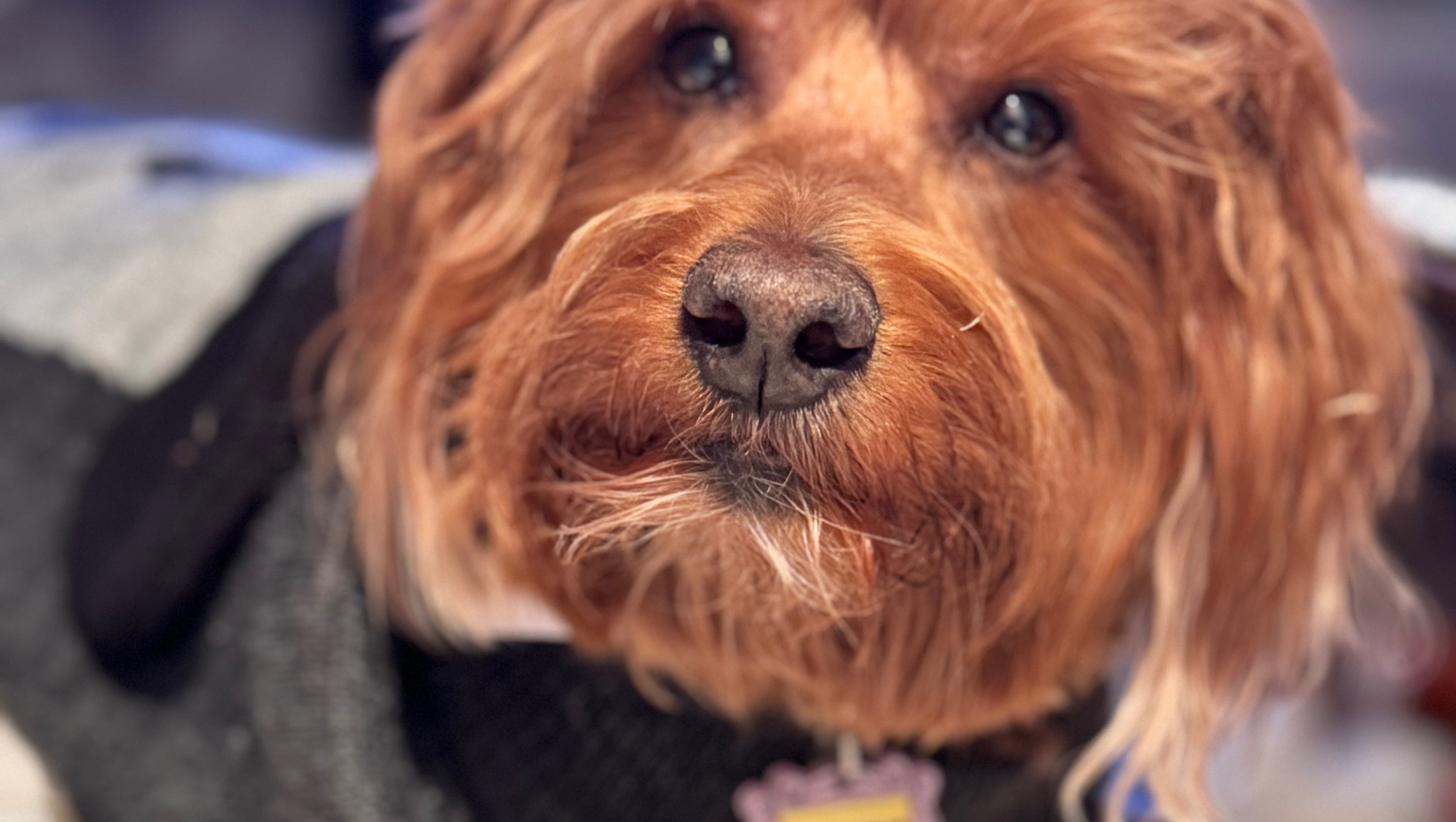 Fundraiser by Karmen Riggs : Help my Dembe Doodle fight Cancer