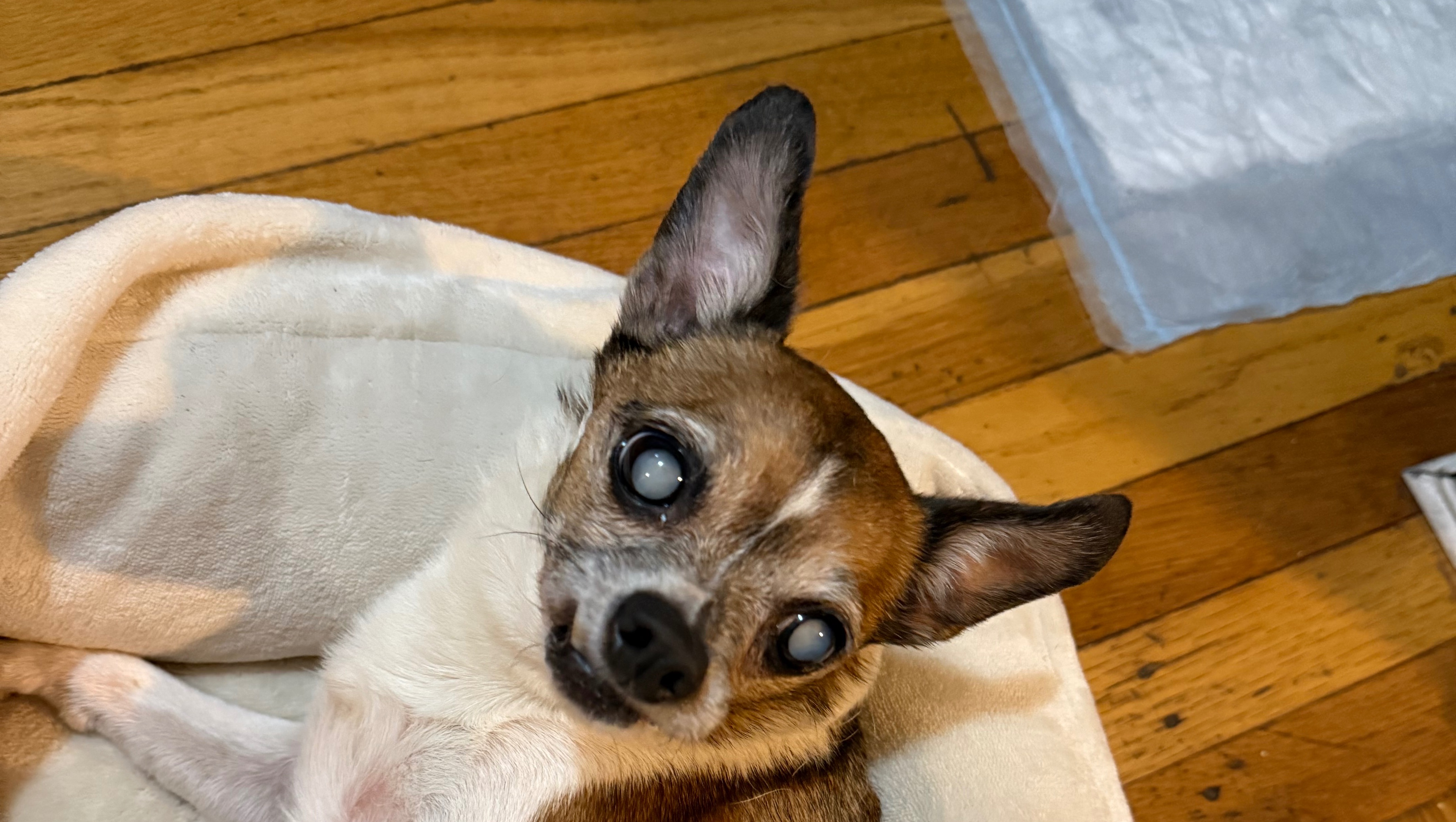 Fundraiser by Jason Kose : Support Kaylee's Vision Restoration