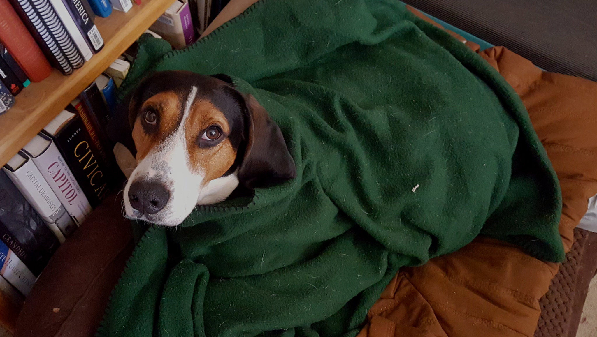 Fundraiser by Timothy Evanson : Help Tim Care for Ellie Mae