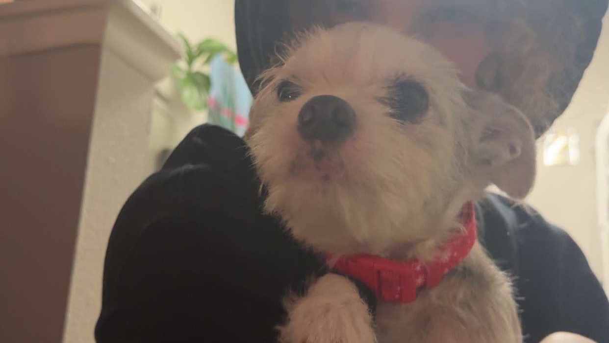 Fundraiser by Shaela Pettit : Save Snoop: Help After Accident