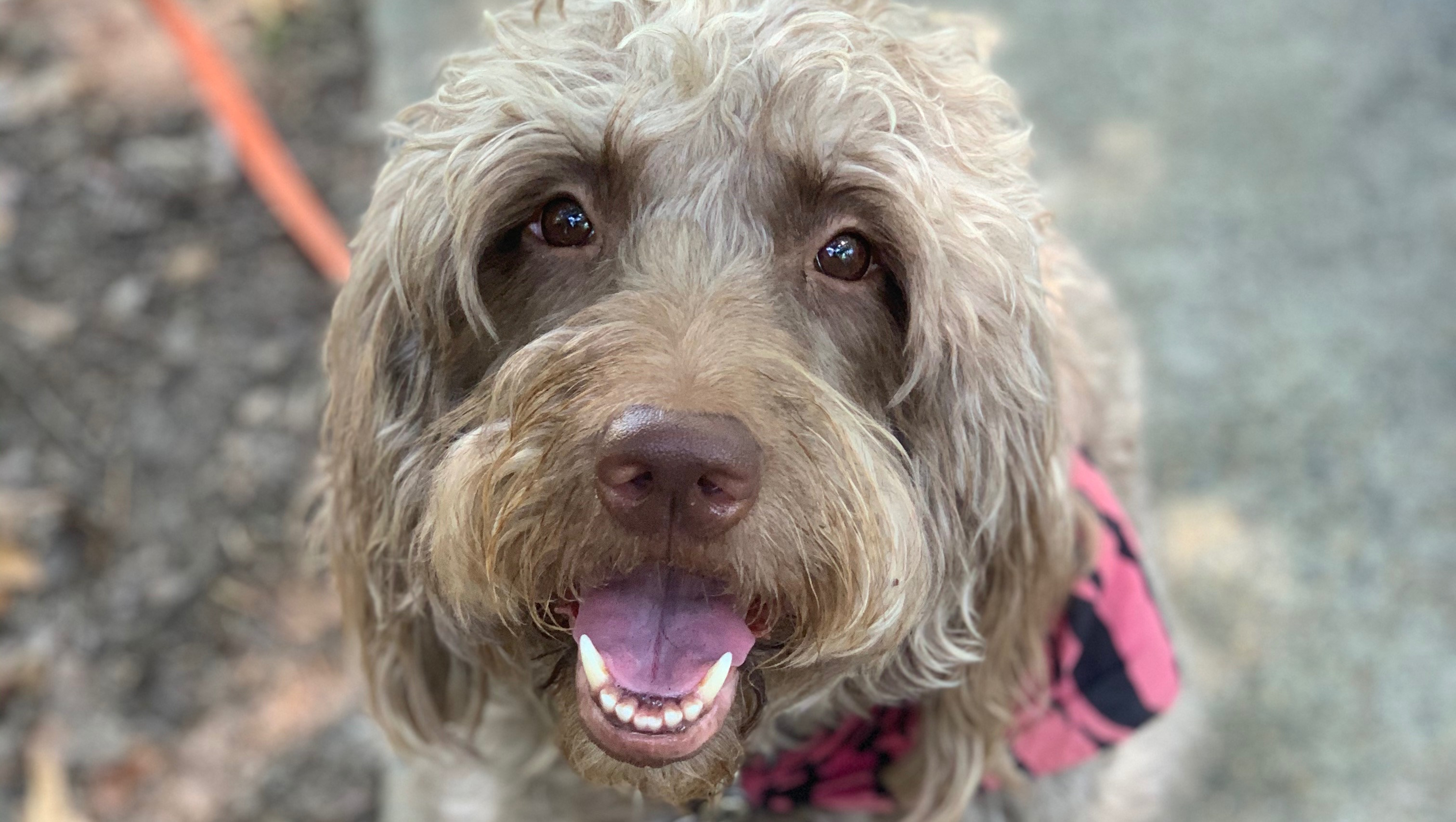 Fundraiser for George/Christine Ulmer by Courtney U : Support Belle's ...