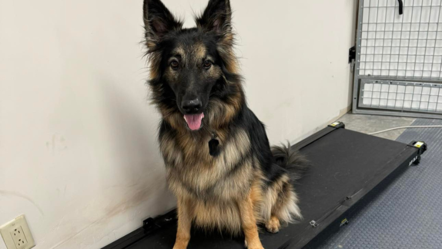 Fundraiser by Travis Schram : Support Viper's Fight for Health