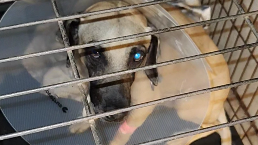 Fundraiser by Bradley Schuneman : Lend a Hand to Bradley and Brave Buddy