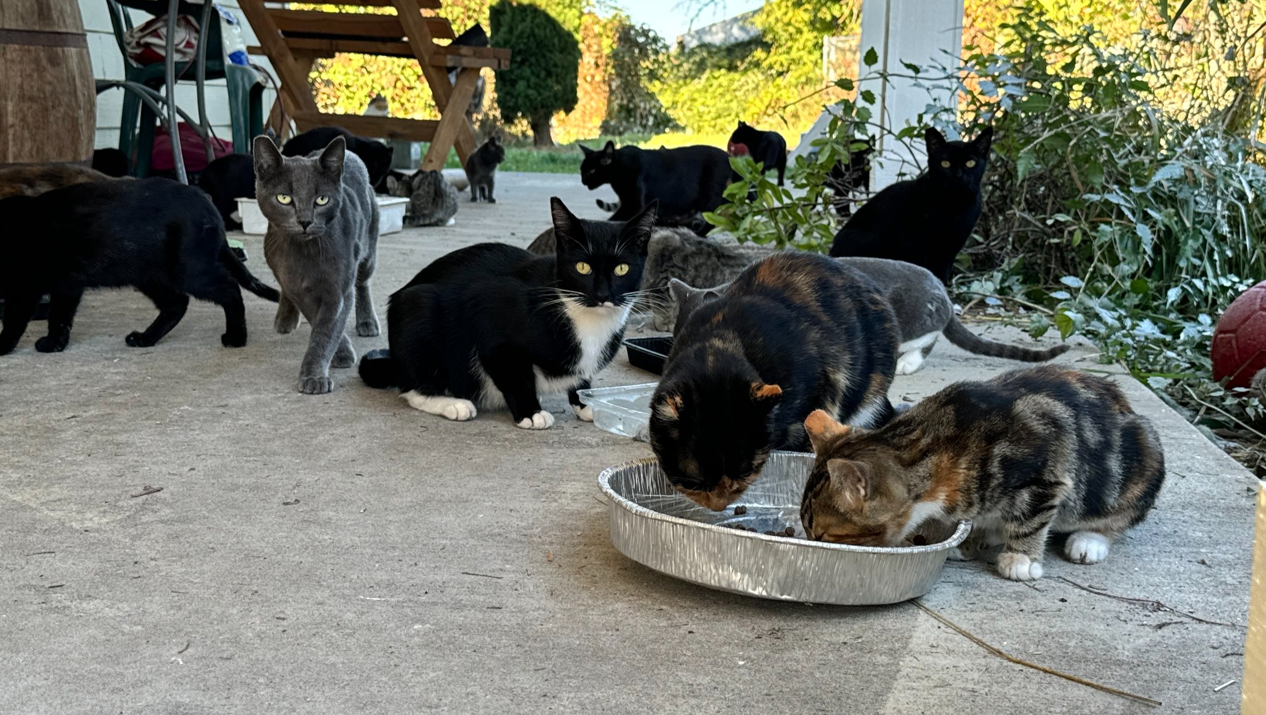 Fundraiser by Kelleen Marie Thaxton : Support TNR Efforts for Kitsap County's Feral Cats
