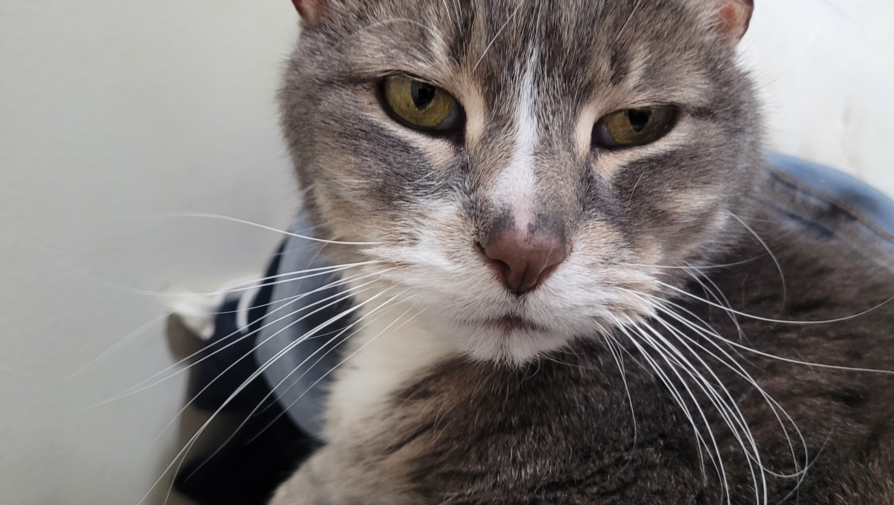 Fundraiser by Heather Miller : Autistic son's cat needs surgery to ...