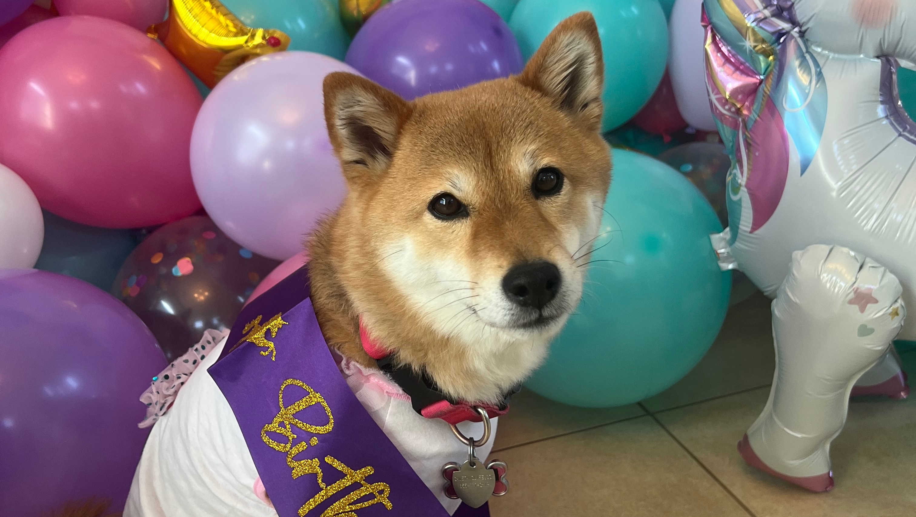 Fundraiser by Daveana Meaux : Support Foxy the Shiba's Medical Journey