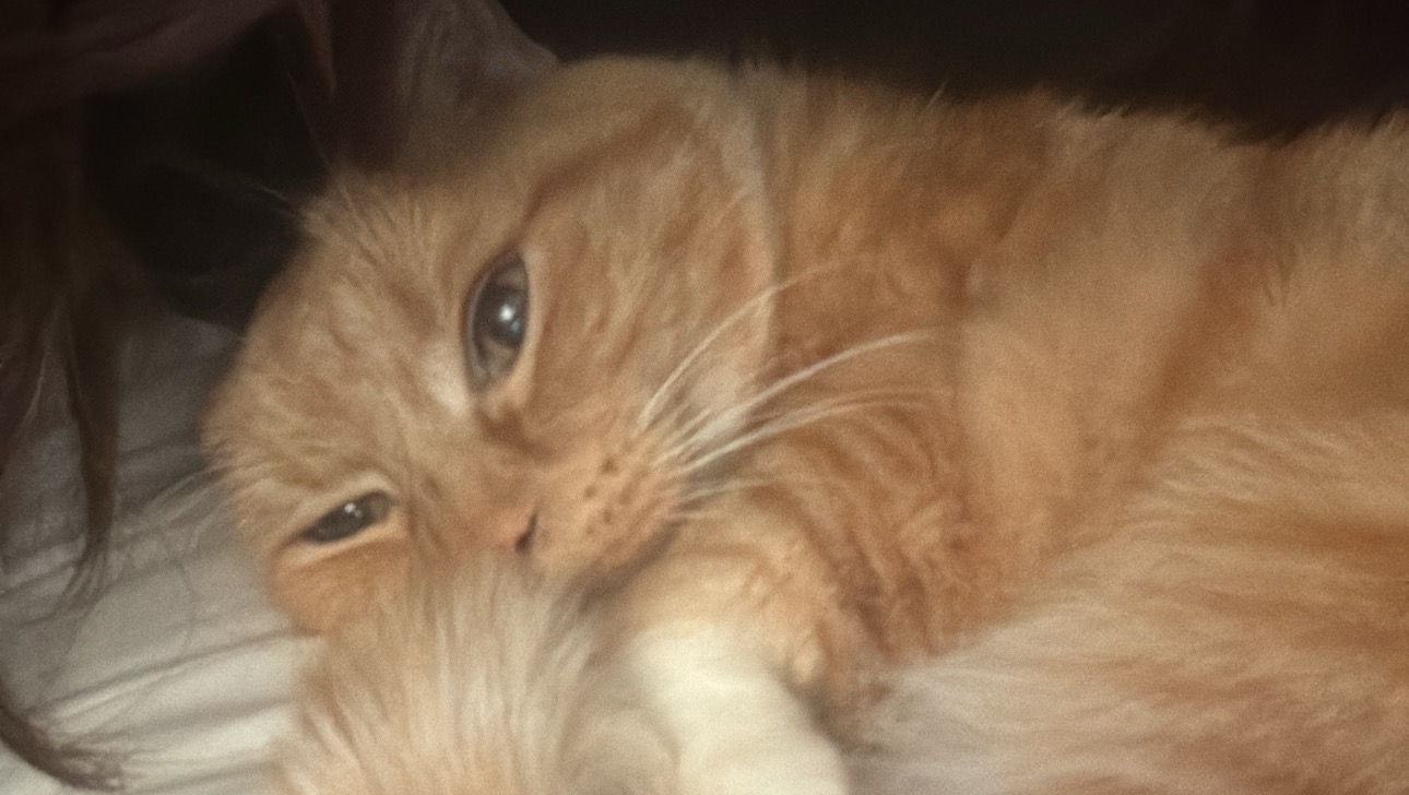 Fundraiser by Lauren Rodriguez : Help Lauren's Cat Beat Cancer