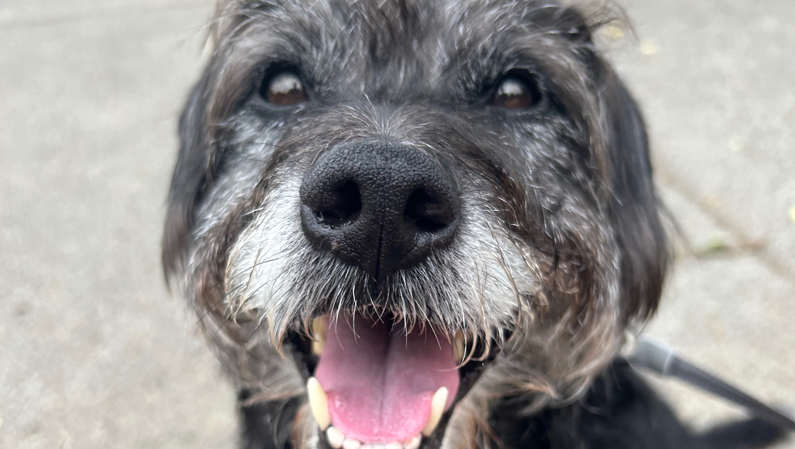 Fundraiser by Sara Jenkins : Help Stout Retire from His Squirrel-Chasing Career