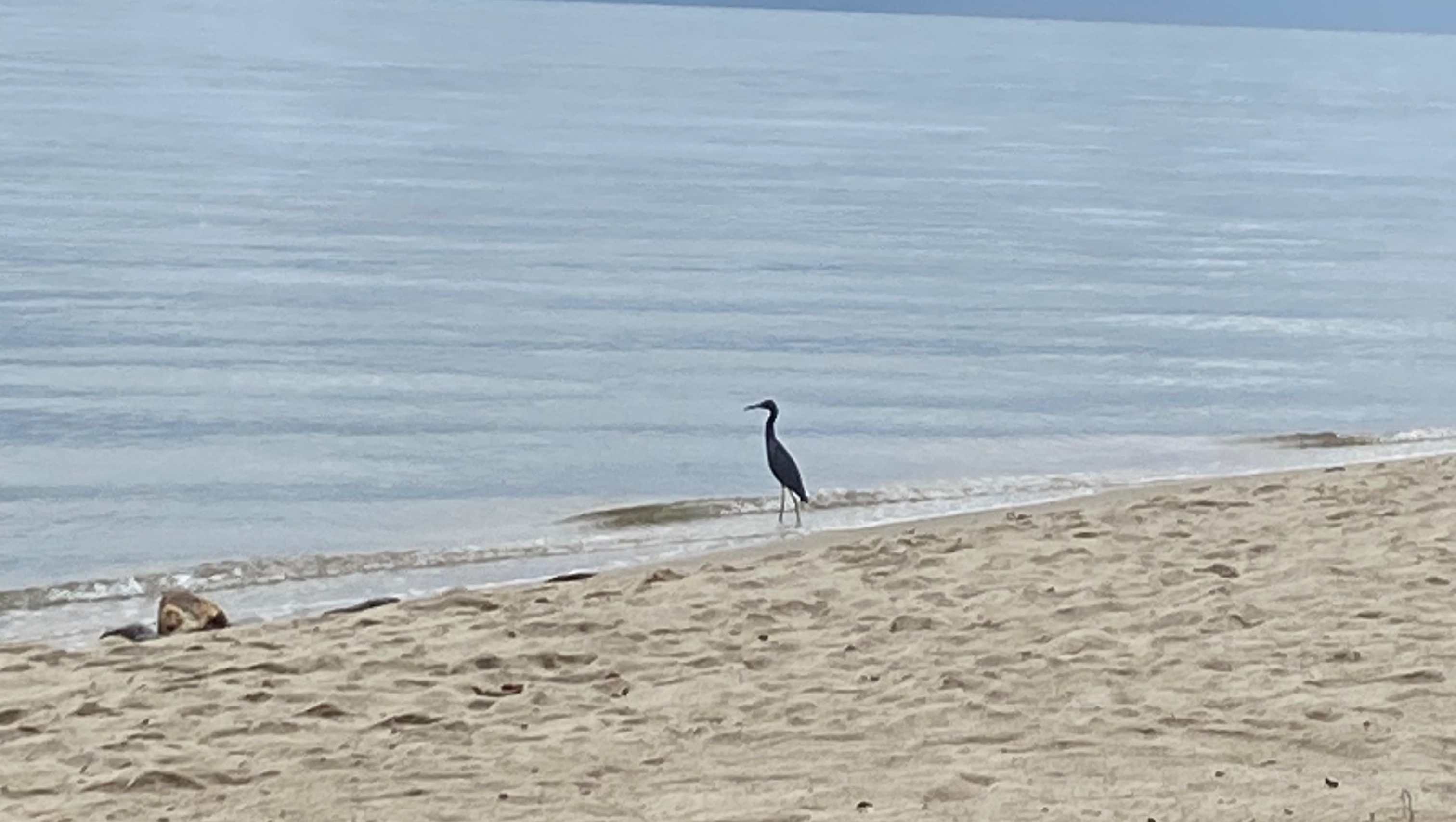 Fundraiser for Gayle Mann by David Pantos : Support Gayle: Overcoming ...