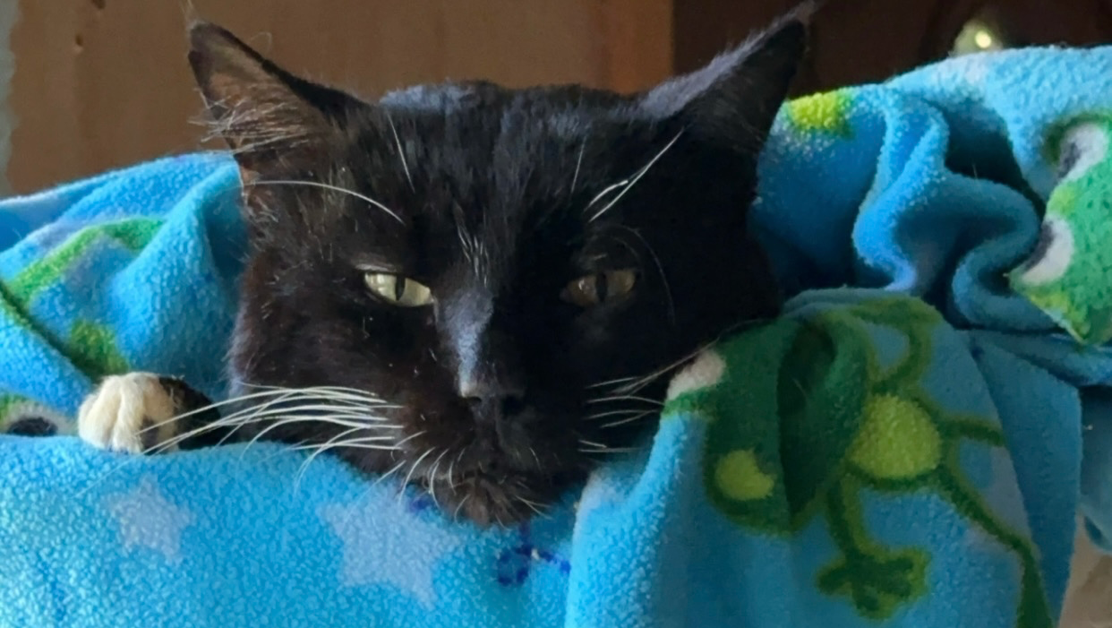 Fundraiser by Lindsey Matherne : Help Tux heal: Support his necessary dental surgery