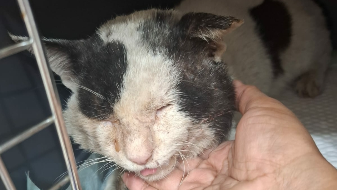 Fundraiser by Laurette Telo : Support needed towards Rescue cat Tom's ...