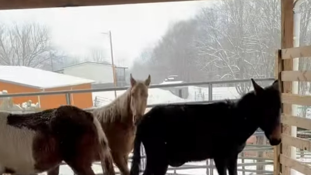 Fundraiser by Glenn and Elizabeth Deen : Save kill pen baby mule ...