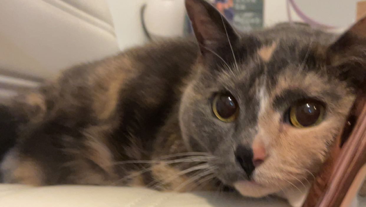 Fundraiser by Kailey Peterson : Help a Student Save Her Beloved Cat