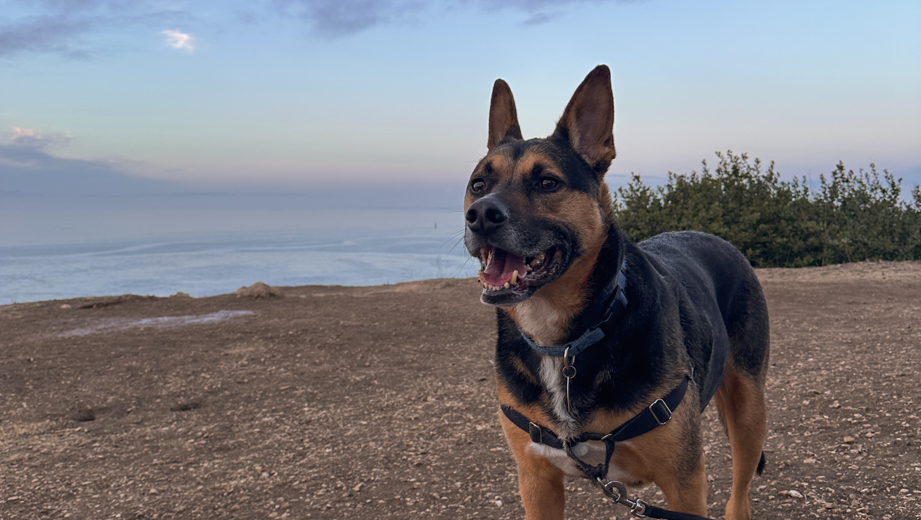 Fundraiser by Sam Smale : Help Us Save Our Sweet Puppy, Spock.