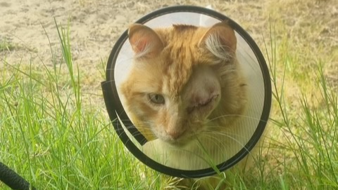 Fundraiser for Peter Okeefe by Corey Bellert : Pasta's Eye Surgery