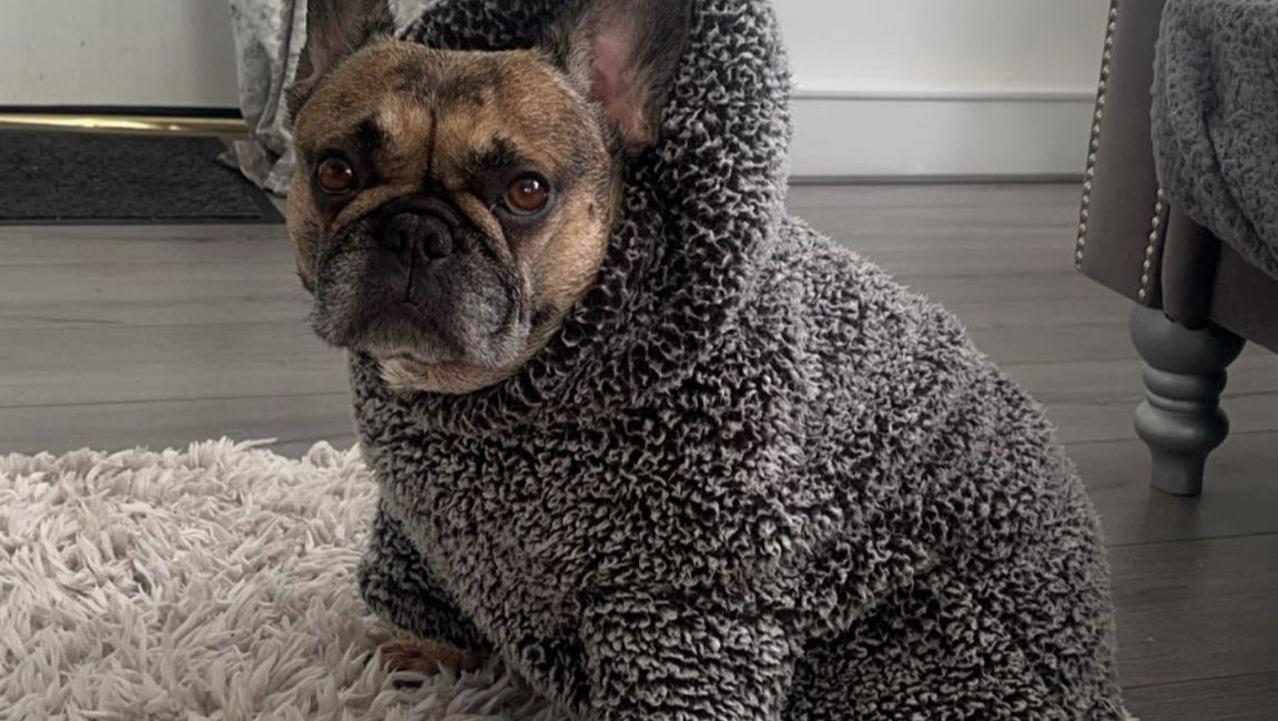 Fundraiser by Kathy Hall : Coco our little Frenchie has been diagnosed ...