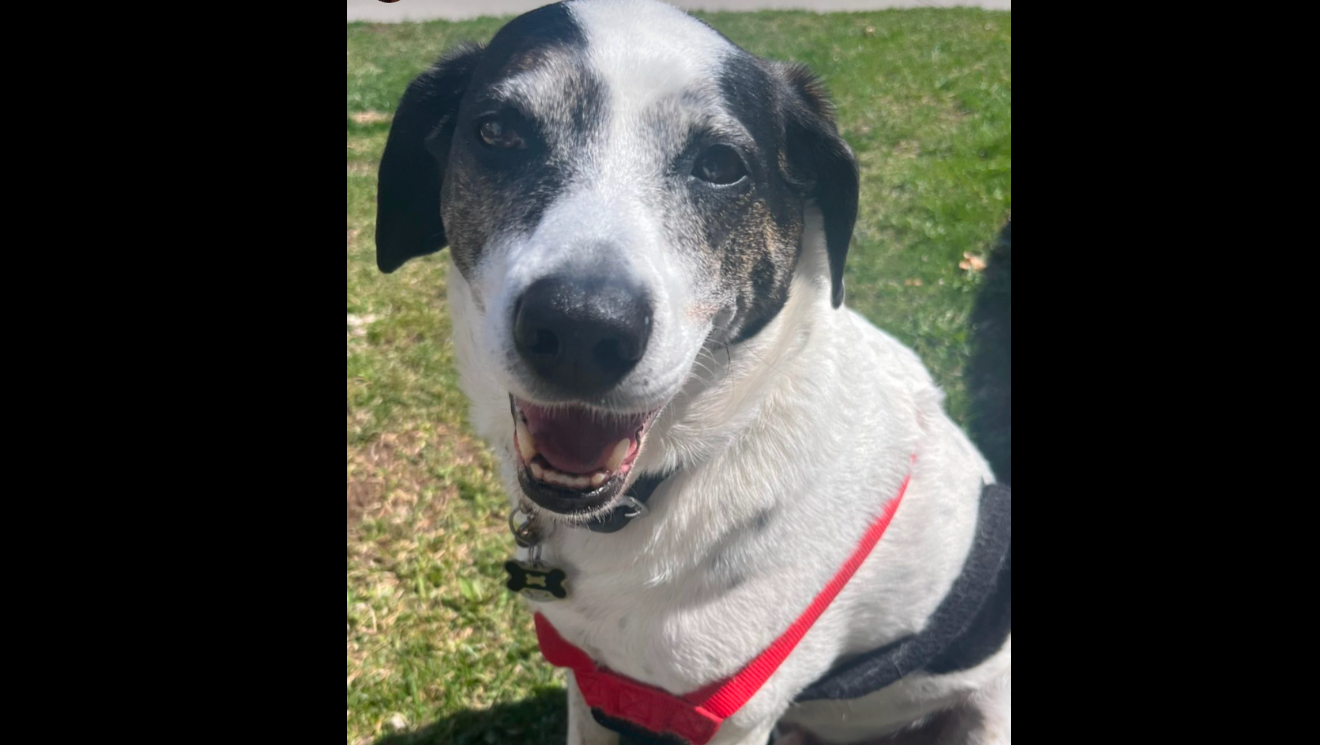 Fundraiser by Isabella Wisniewski : Help Save Toby: A Lifeline for a ...