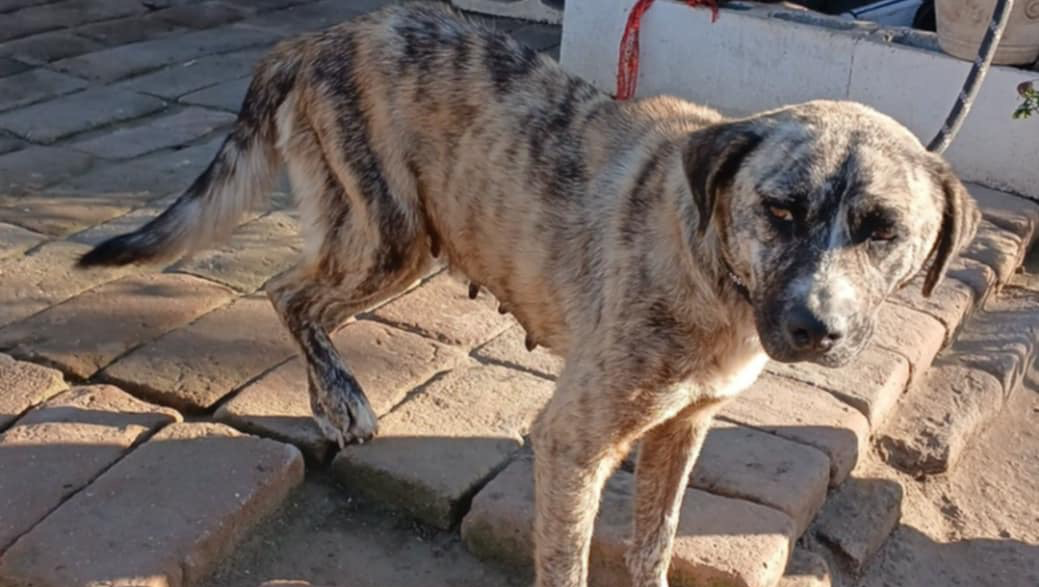 Fundraiser by Lisa Perry and Noelle Flores : Help Poppy Overcome ...