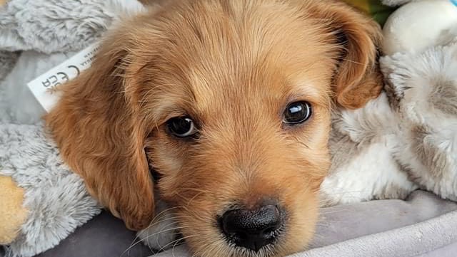 Fundraiser by Nicole Gordon-Bates : Save Chloe: Urgent Surgery Needed