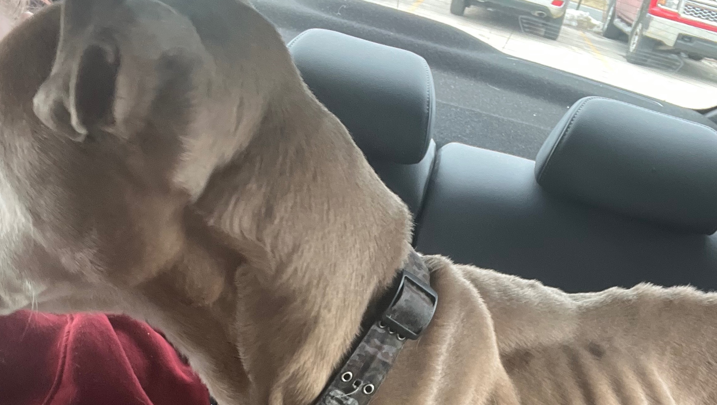 Fundraiser by Alexander Garay : Support Chico's Recovery Journey