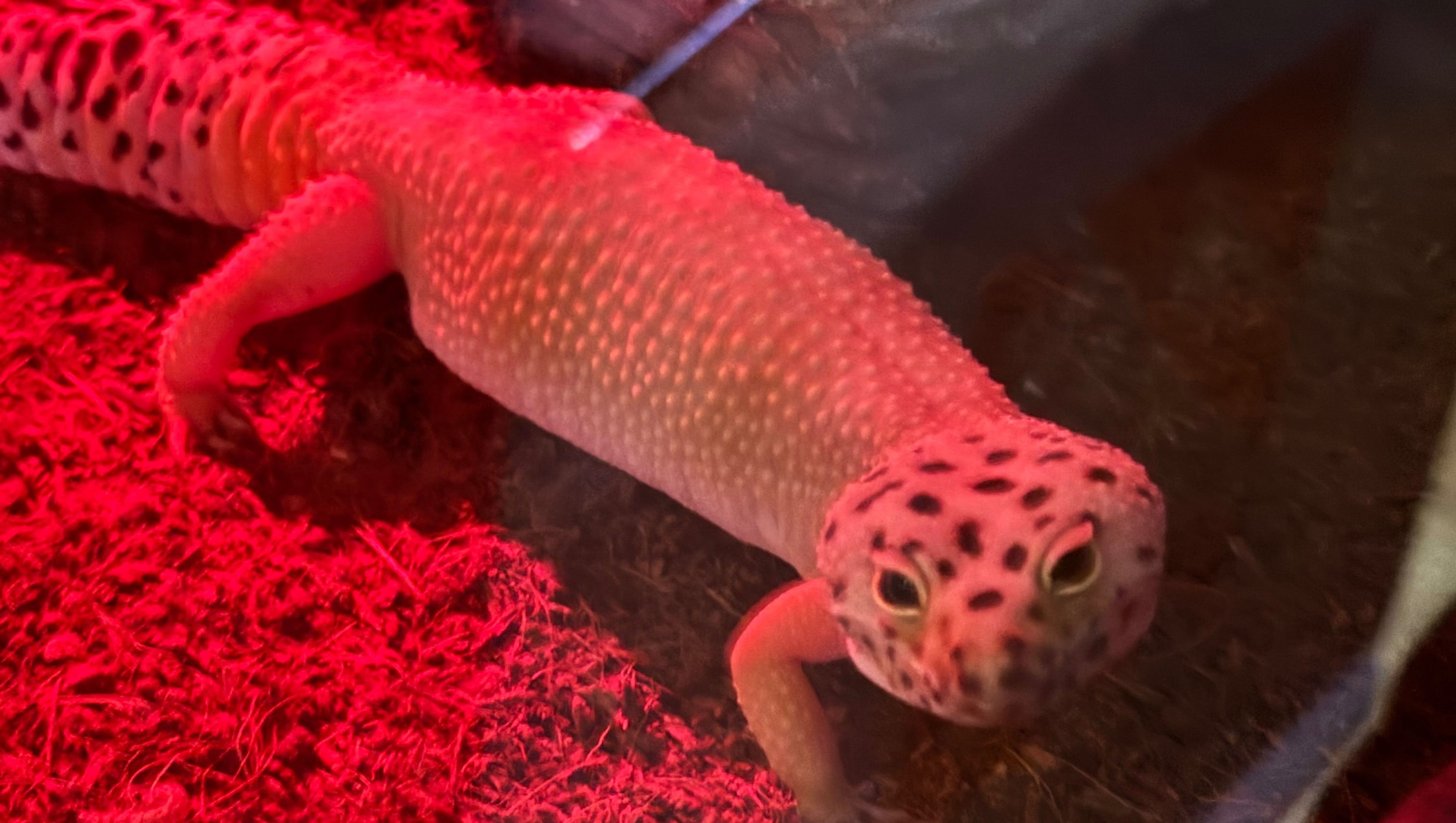 Fundraiser by Sienna Anderson : Support Sully's Critical Surgery