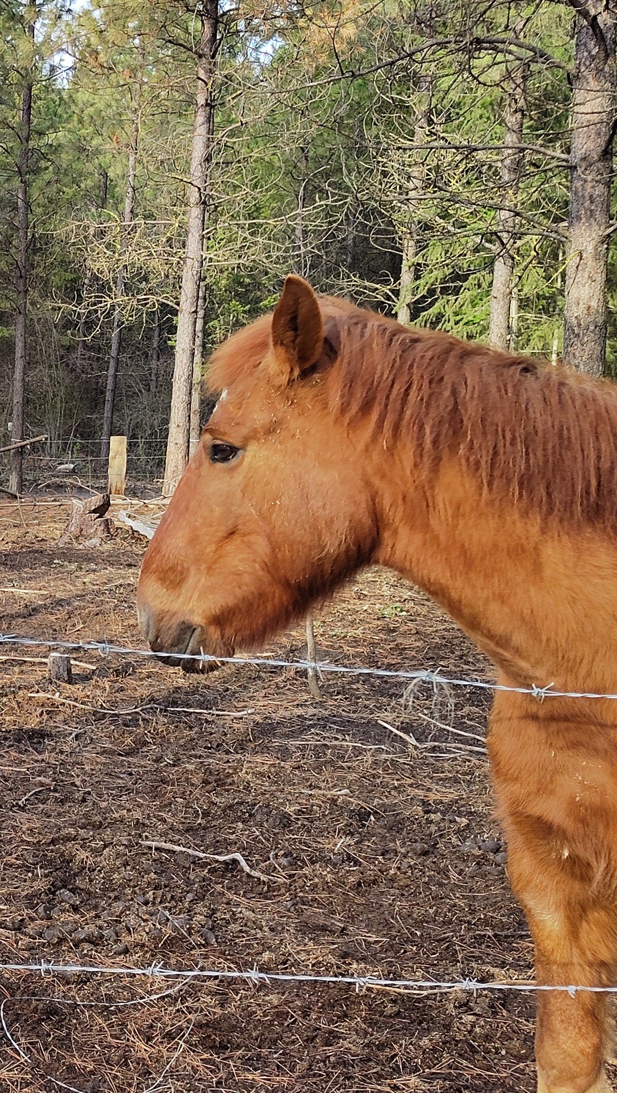 Fundraiser by Gigi Thompson : Support Gigi Thompson's Recovery and ...