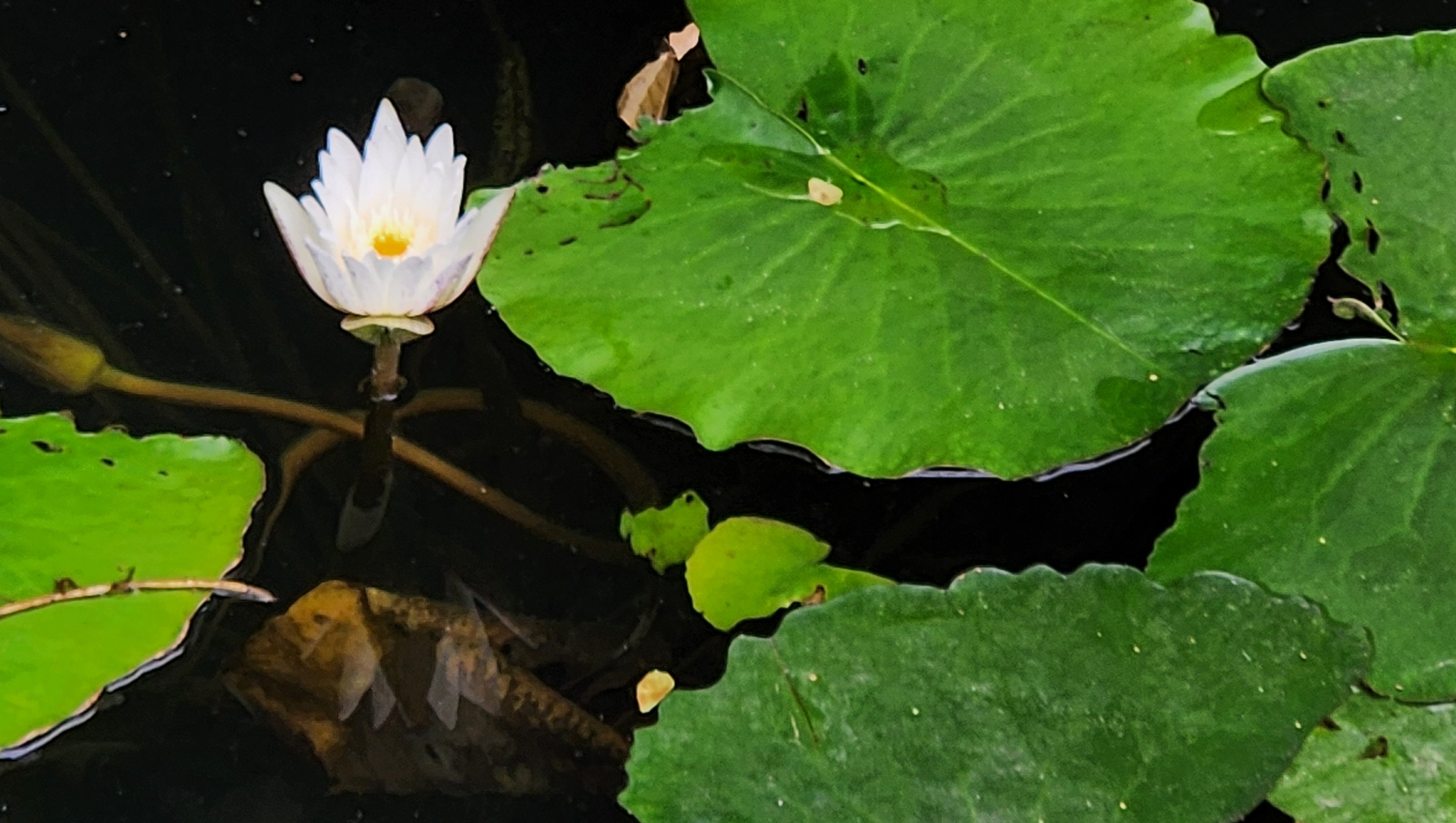 Fundraiser for WeiNing Huang by Sirirath Wen : Honoring Anna: Support ...