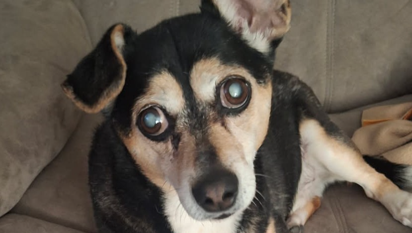 Fundraiser for David Tedrow by Katie Gilbertson : Give Buddy the Gift ...