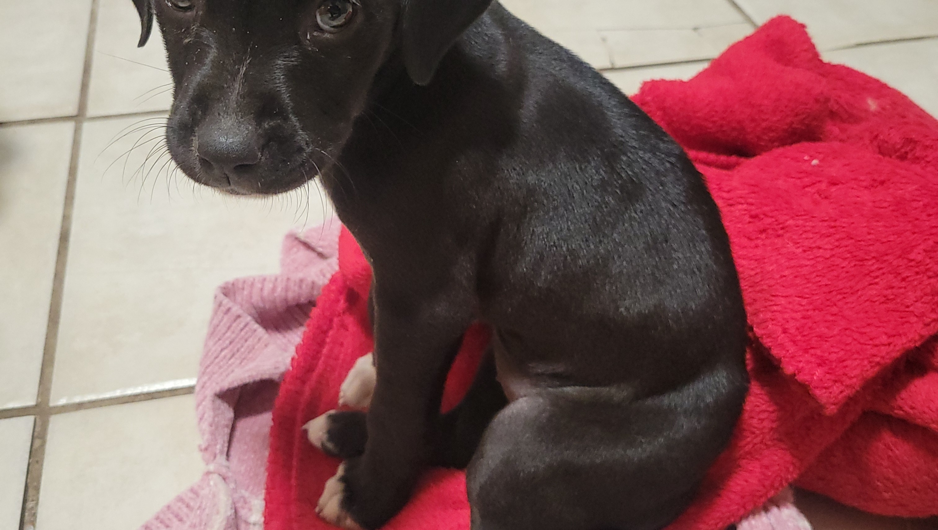 Fundraiser by LeighAnn French : Support Darla's Fight Against Parvo