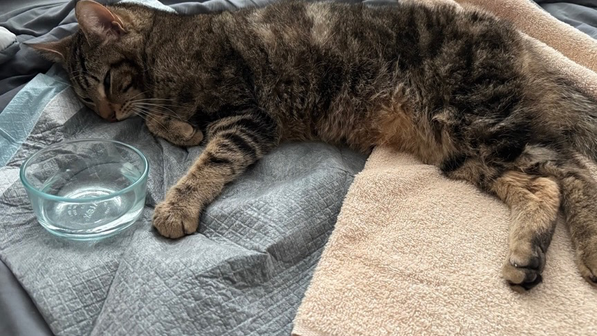 Fundraiser for Jamie Fitzgibbons by Sonya Turcotte : Emergency help ...