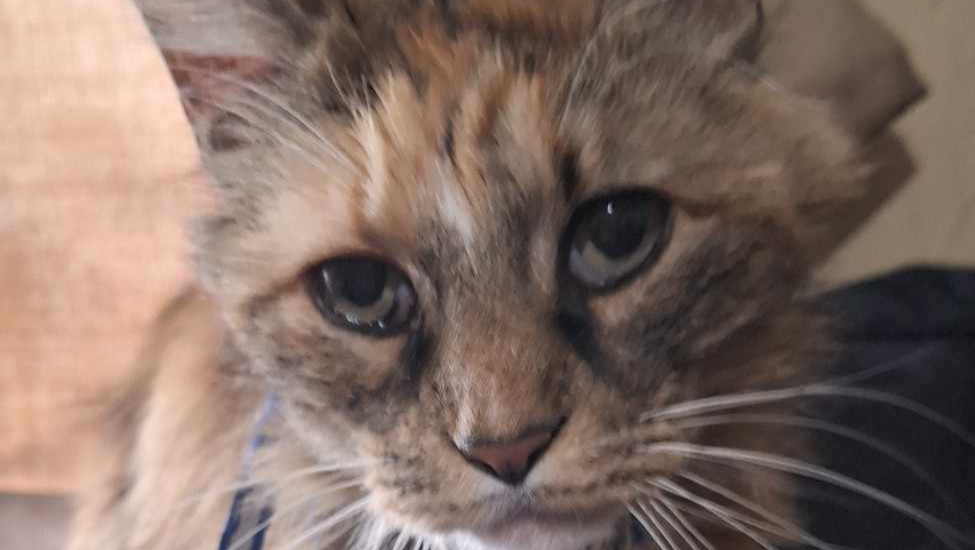 Fundraiser by Robin Connelly : Save Tiffany: A Loving Cat's Journey