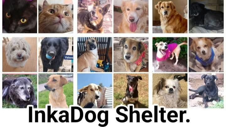 Fundraiser by Emily Kmita : Inka Dog Shelter