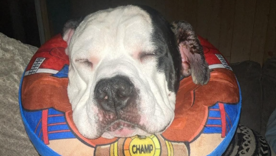 Fundraiser for Jaime Witmer by Janelle Nelson : Please Help Support ...