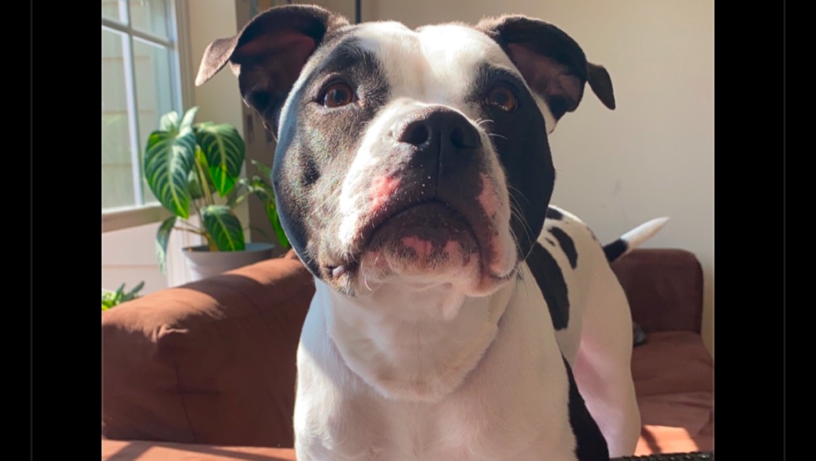 Fundraiser by Allyson Walsh : Stella Bean's Recovery