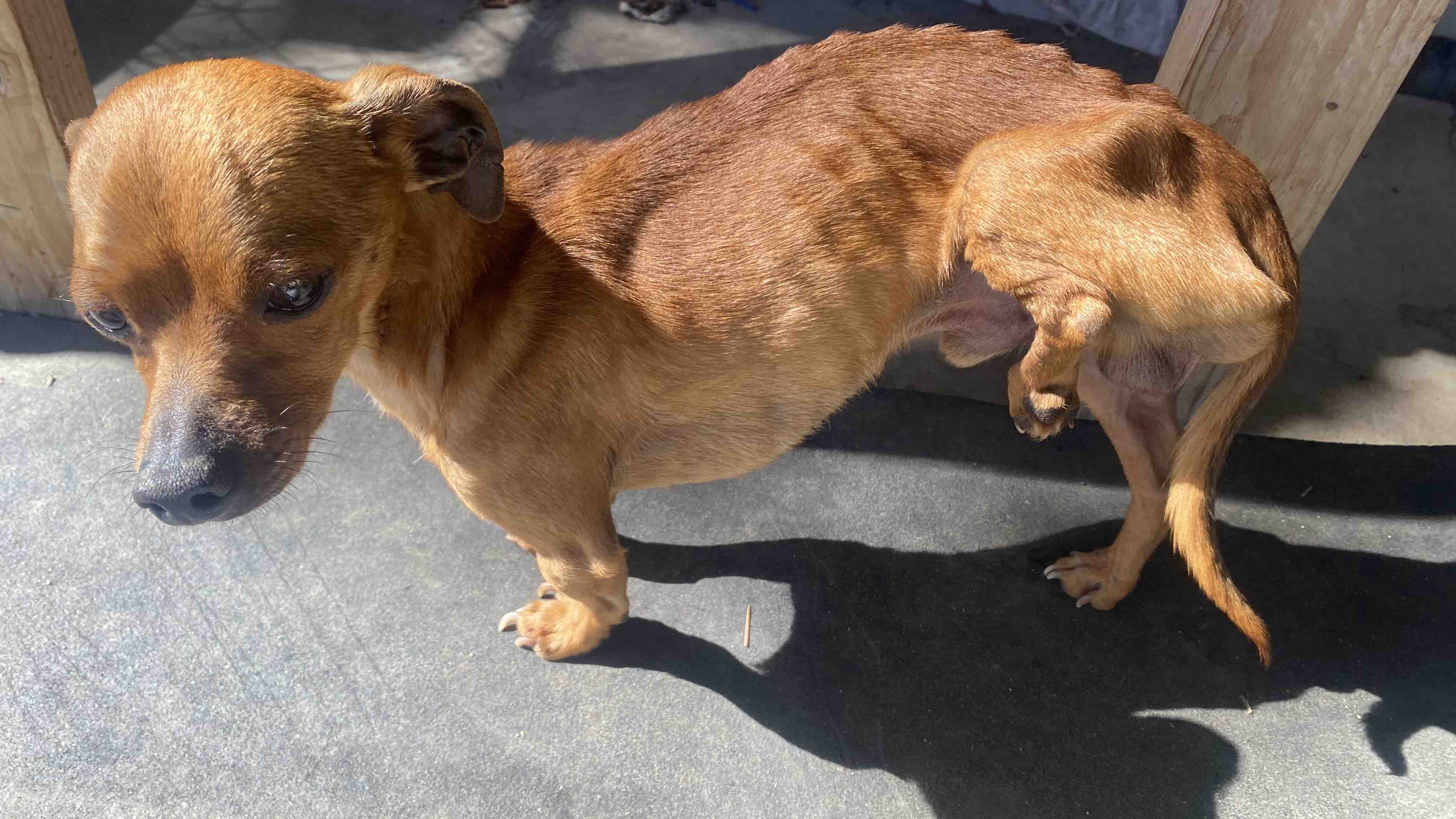 Fundraiser by deanna crow : Help Dash Recover and Find a Forever Home