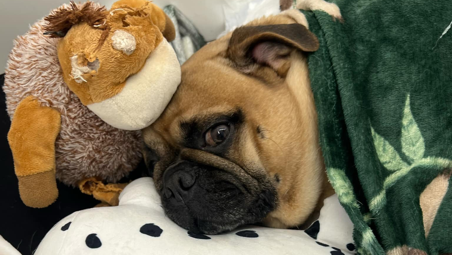 Fundraiser by Paul Jones : Get Chunk the life saving care he urgently needs