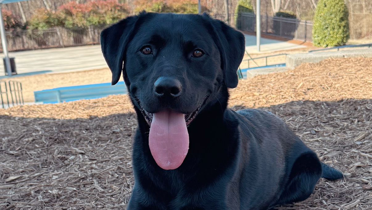 Fundraiser by Amanda Hoyle : 50 Mile Dog Walk for American Cancer Society