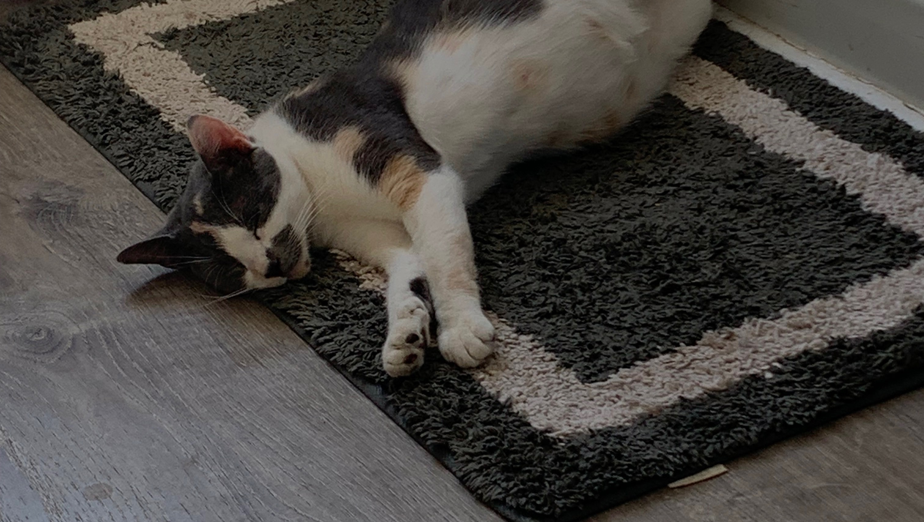 Fundraiser by Tabbi Weese : Support Oreo's Fight Against Infection