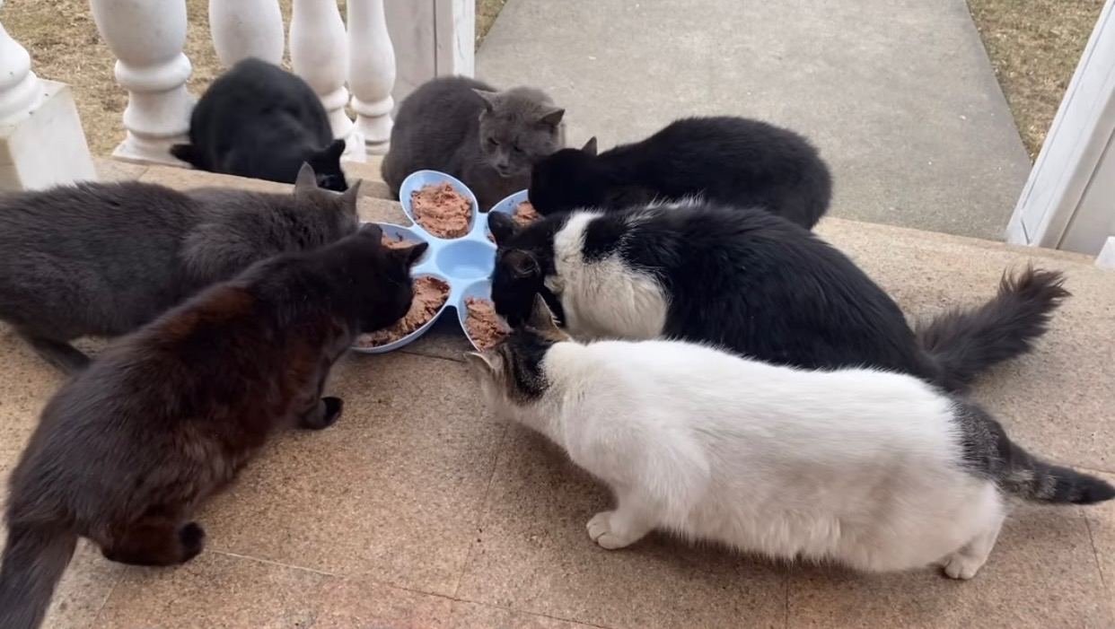 Fundraiser by Jessica Kim : NYC Stray Cats Need Your Help: Food