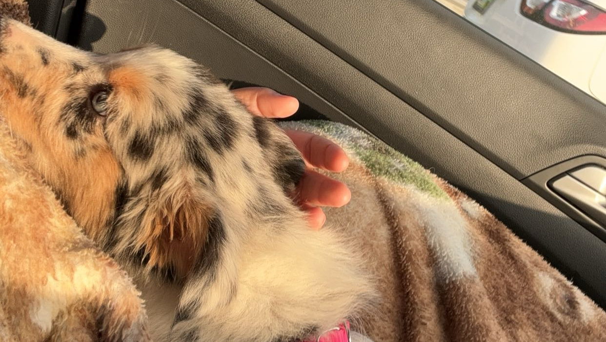 Fundraiser by Savanah Valenti : Urgent Care Needed for Talia's Recovery